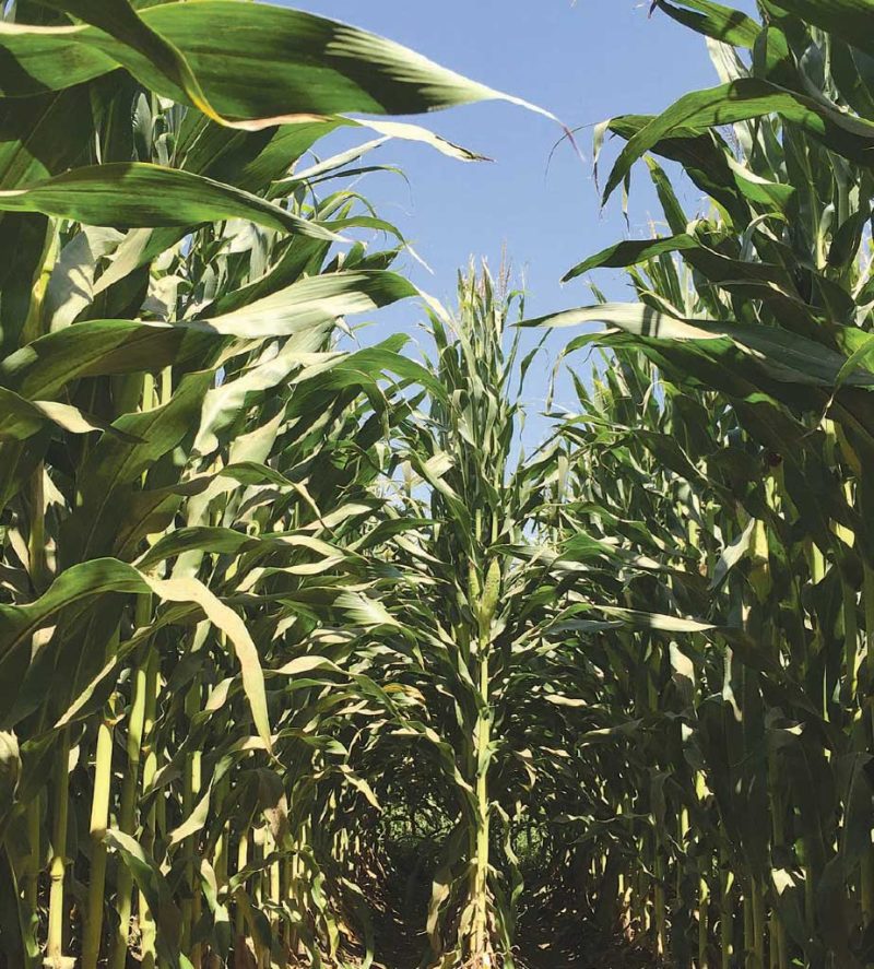 Ajeeb - Rayal Tarım