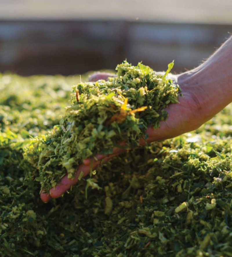 Ajeeb - Rayal Tarım