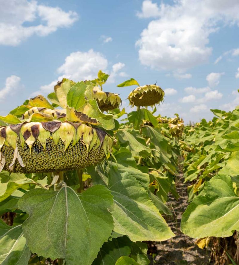 RGT Angelo - Rayal Tarım