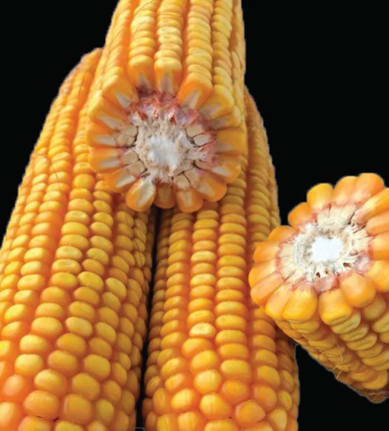 RGT Huxxo - Rayal Tarım