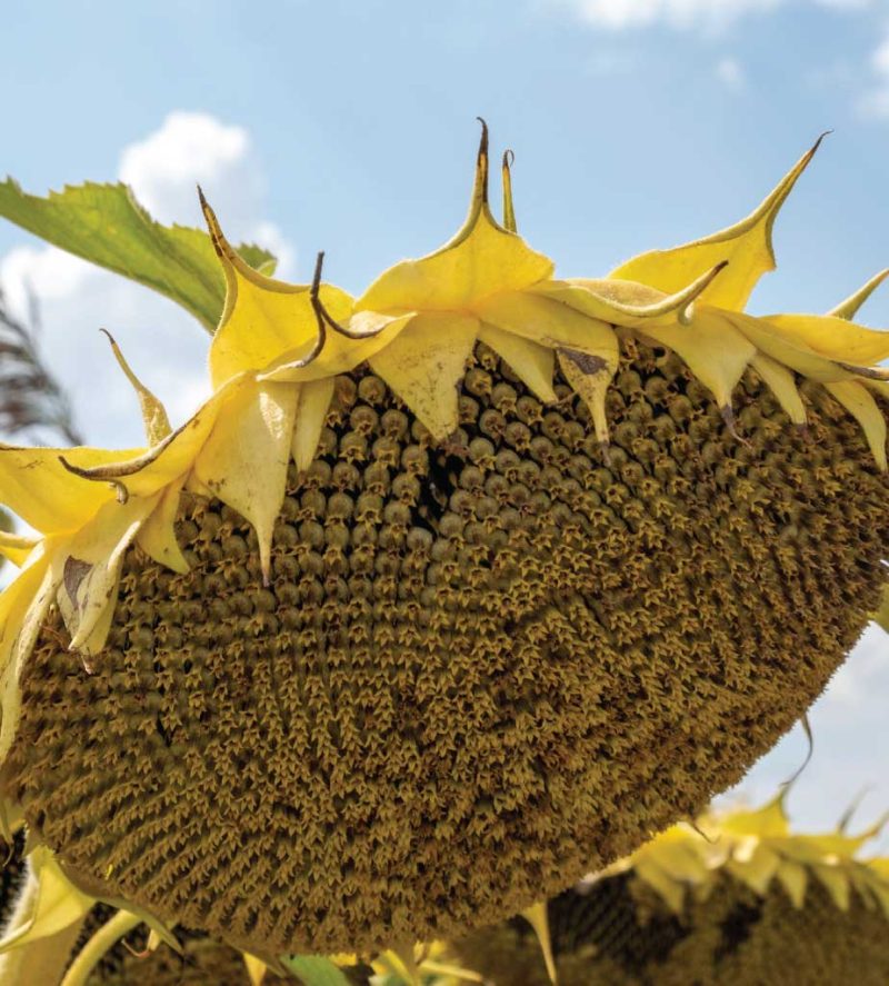 Traveller - Rayal Tarım